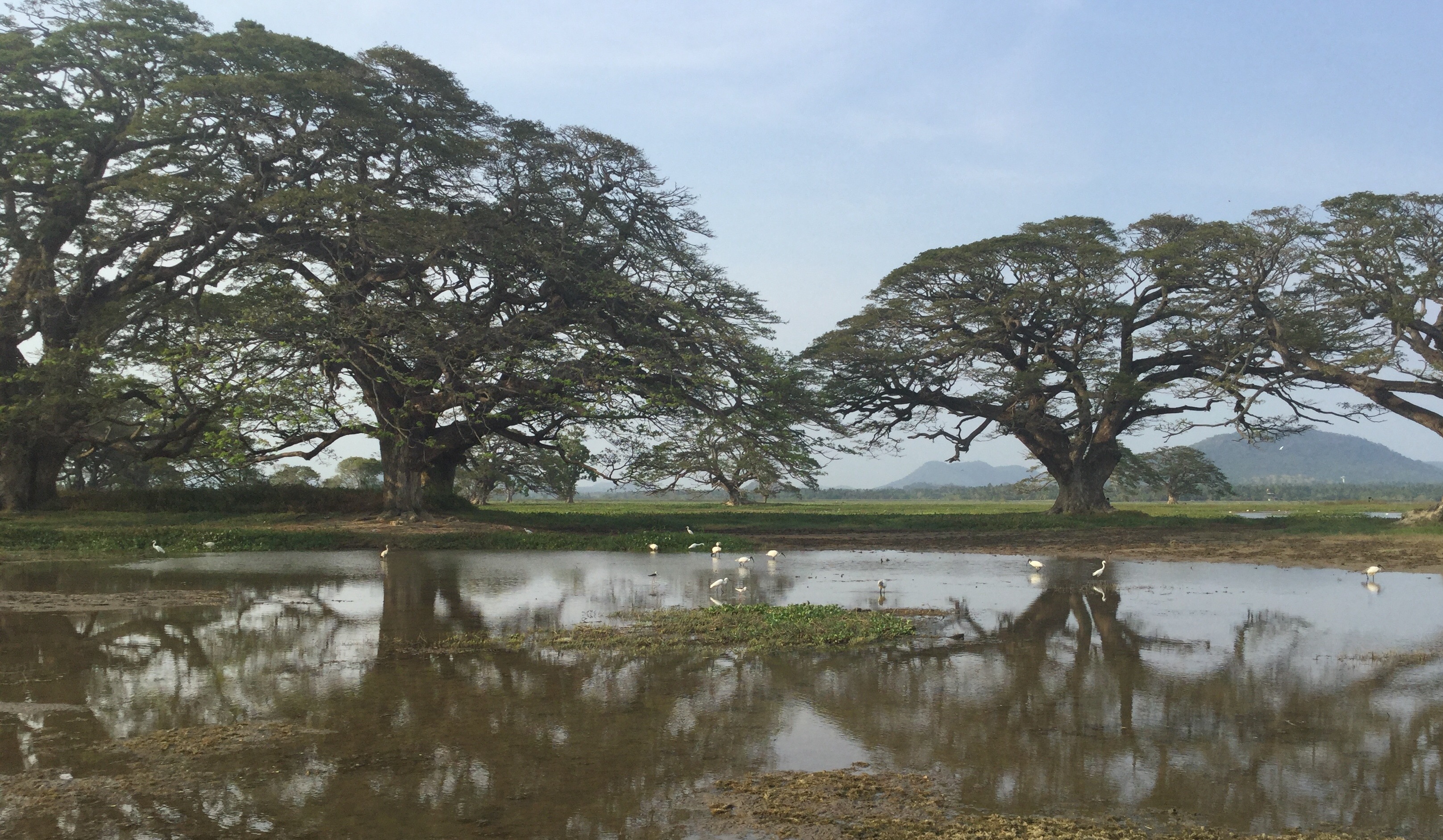 Tissa Lake, Sri Lanka ~ Nature connectedness. - Empty Nesters on a ...