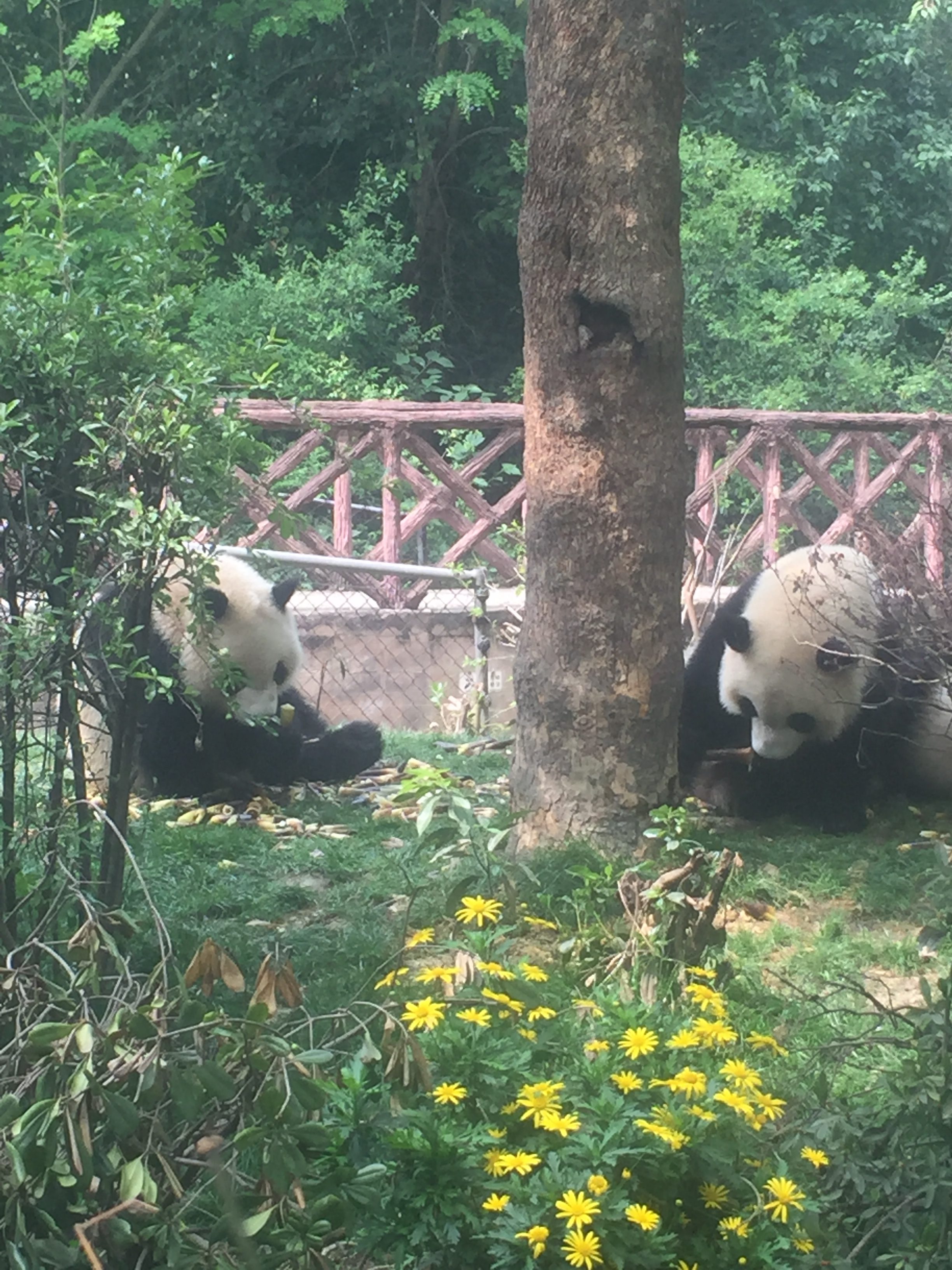 Panda bears and long noodles ~ Chengdu, China - Empty Nesters on a ...